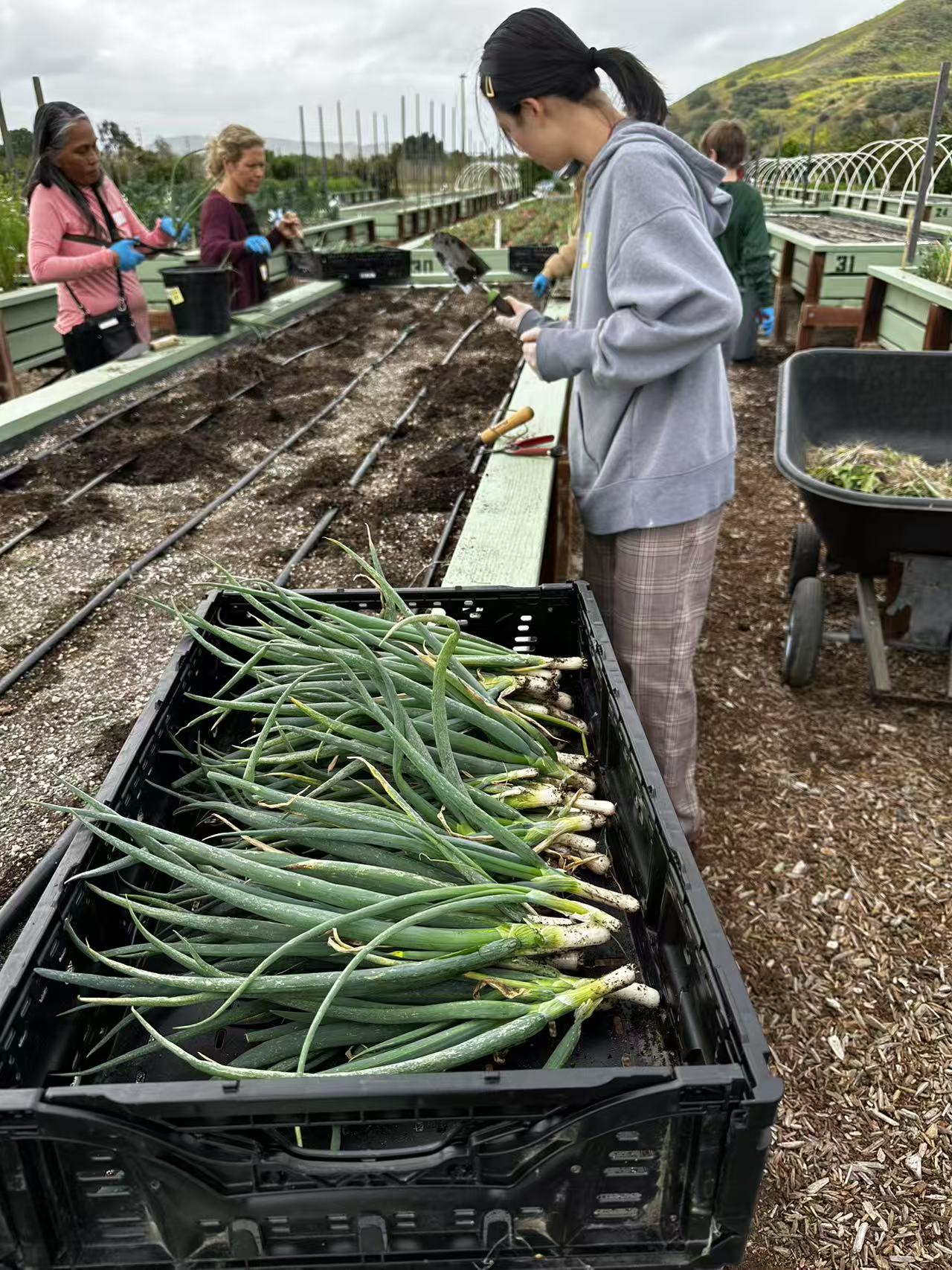 AYLUS RSM Volunteers The PEACE Farm at Saddleback Rancho Capistrano May ...